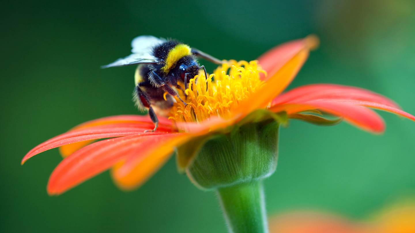 Bees in California are now considered fish by law, which turns out to ...