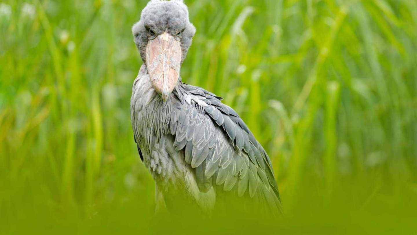 10 of the Most Terrifying Animals on Earth