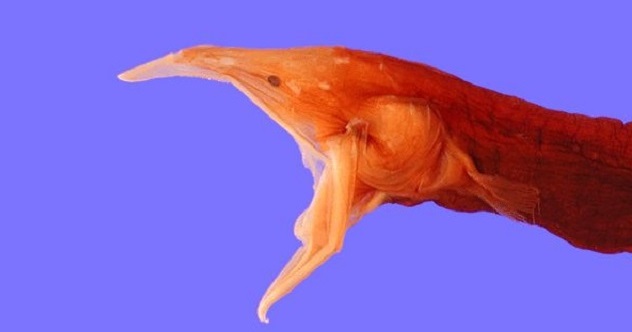 10 Eerie and Unusual Deep-Sea Creatures You Haven't Heard Of - Mytour