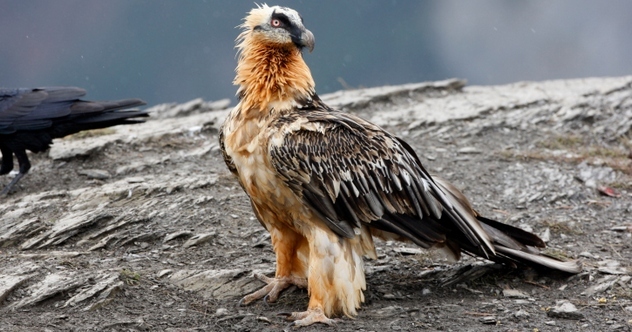 10 Completely Unbelievable Bird Facts - Mytour