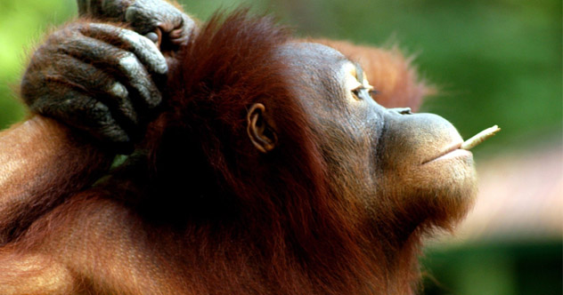 10 Disturbing and Mysterious Animal Behaviors - Mytour