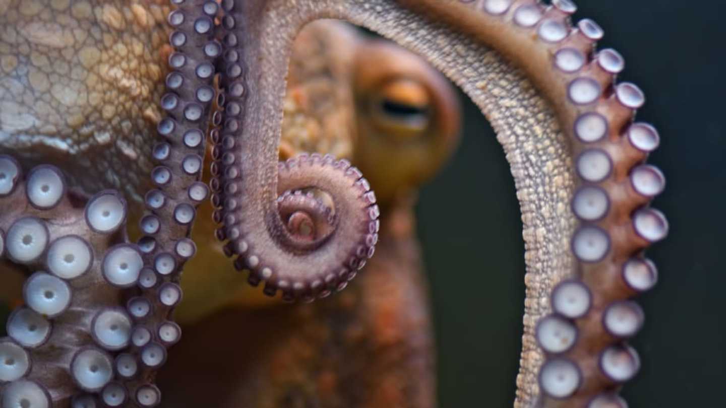 On the Edge: The Remarkable Ability of Octopuses to Regrow Their Arms