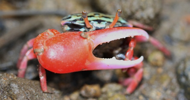 10 Creatures With Outrageously Odd Body Proportions - Mytour