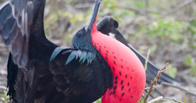 10 Fascinating Self-Inflating Animal Species - Mytour