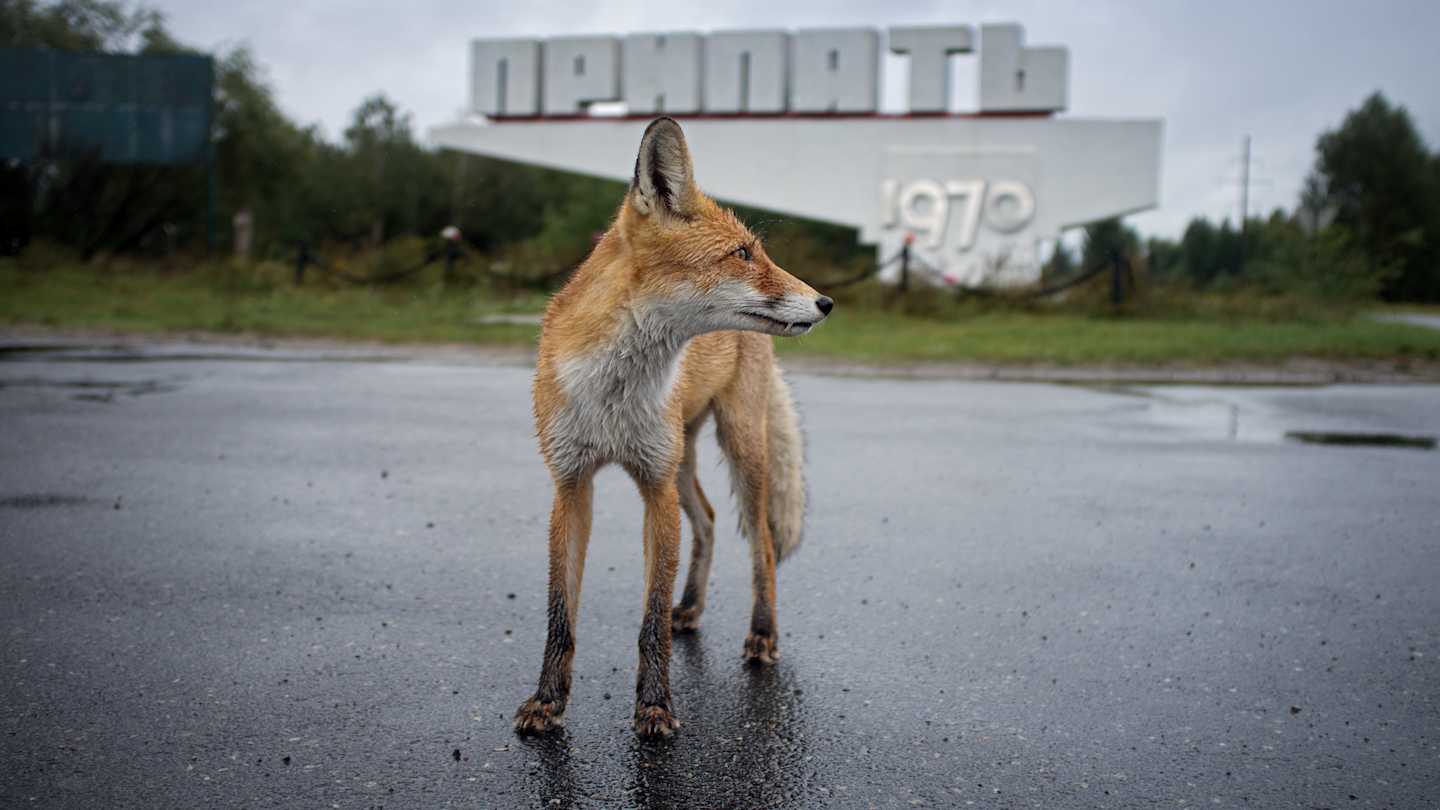 The Remarkable Wildlife of Chernobyl: 11 Surprising Facts