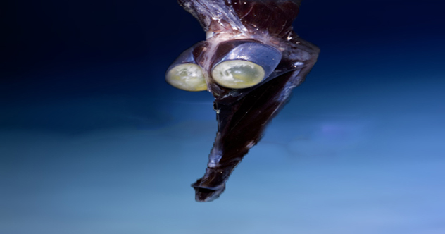 10 Bizarre and Distorted Fish - Mytour