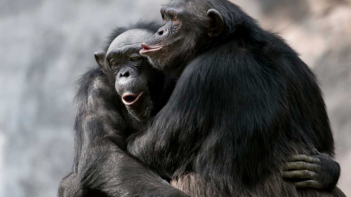 Chimpanzees also form bonds by watching films together, a behavior we ...