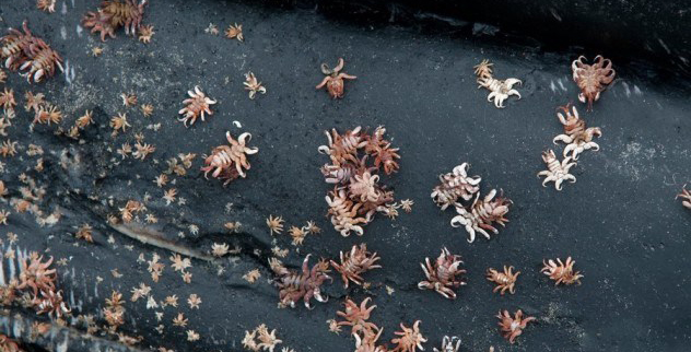 10 Intriguingly Strange Crustaceans - Mytour
