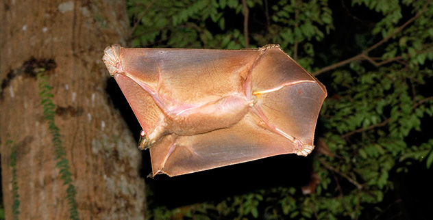 10 Uncommon Creatures With Unique Survival Traits - Mytour