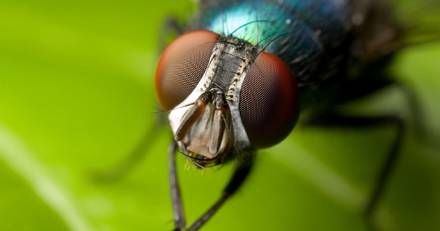 10 Bizarre Flies That Can't Take Flight - Mytour