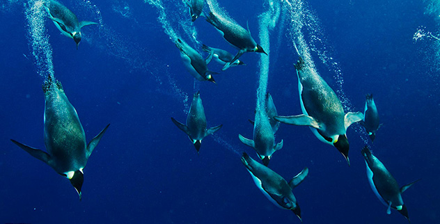 10 Extraordinary Birds That Hold Extreme and Unbelievable Records - Mytour