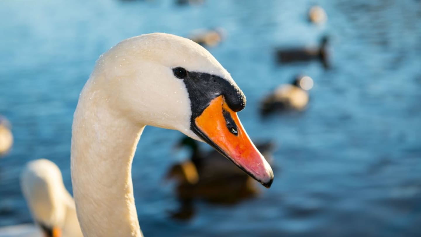 Swans may unintentionally transport fish eggs in their digestive system ...