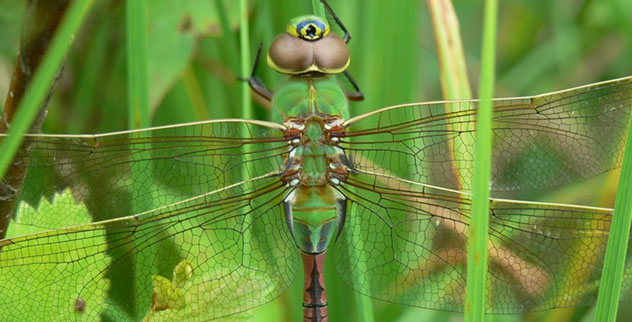 Discover the 10 most extreme insect species on the planet - Mytour