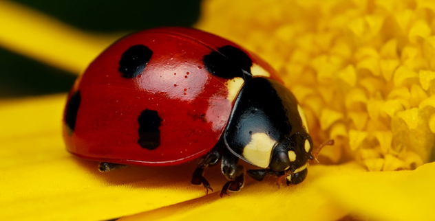 10 Bugs You Won't Believe Are Actually Endearing - Mytour