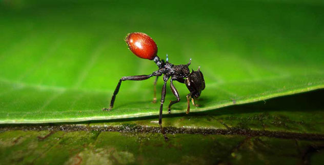 10 Insect Zombies That Will Shock You - Mytour