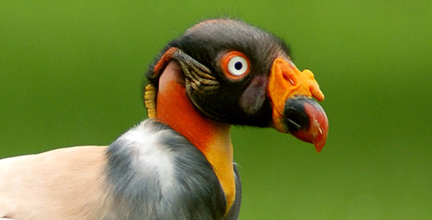 10 Fascinating and Eerie Corpse Fauna - Mytour