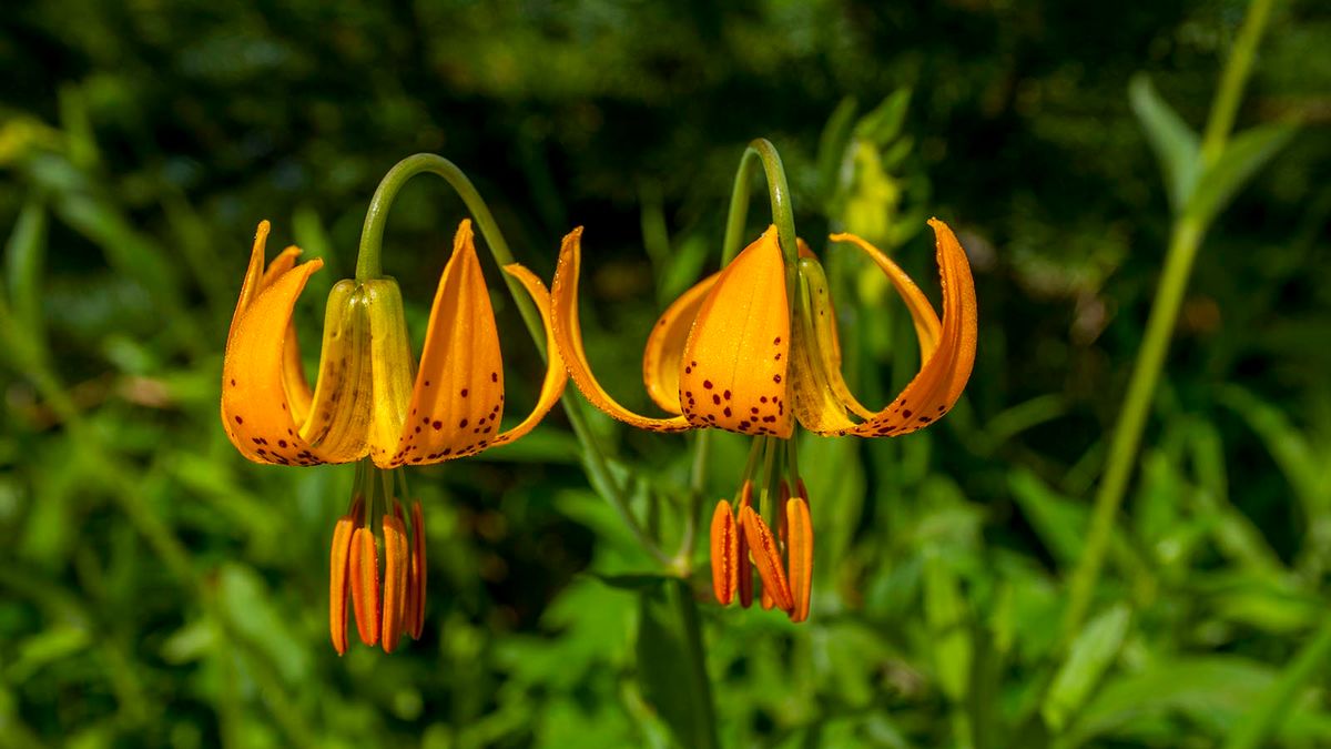 Tiger lilies are a garden favorite, known for their ease of growth and ...