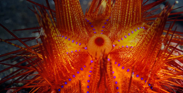 10 Creatures Without Backbones That Could Obliterate You - Mytour