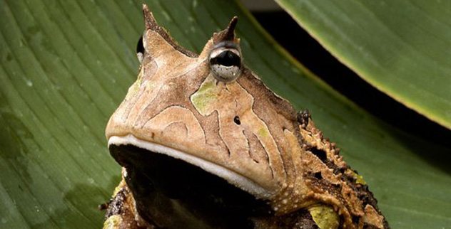 Top 10 Most Unusual Frogs - Mytour