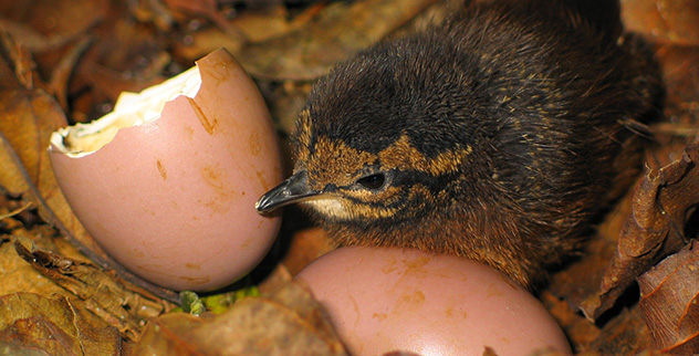 The Top 10 Unusual Obsessions Validated by Science - Mytour