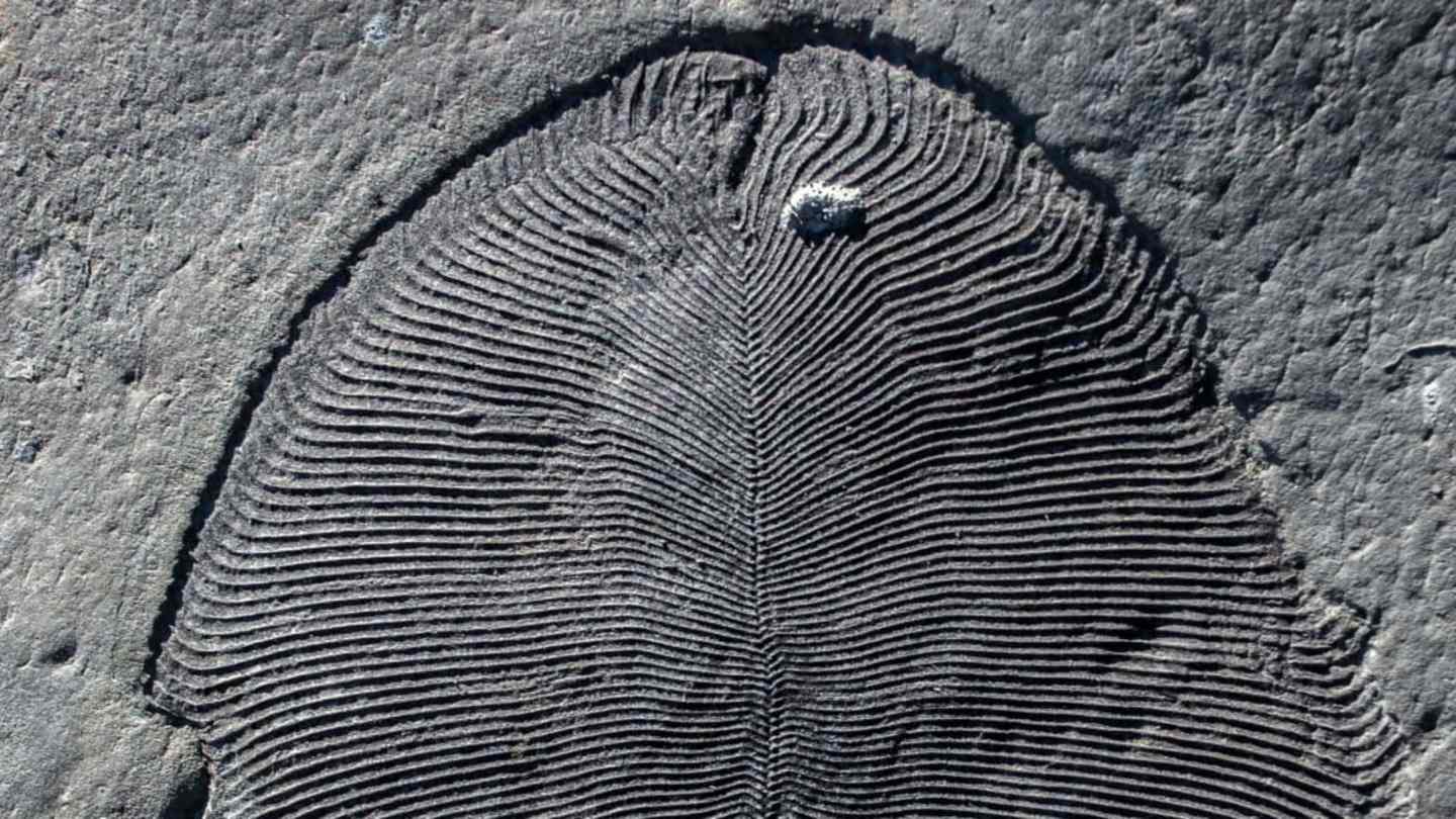 Fossilized remnants of fat suggest that a 550-million-year-old marine ...