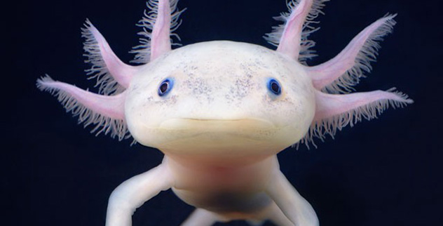 10 Incredible Animal Skills - Mytour