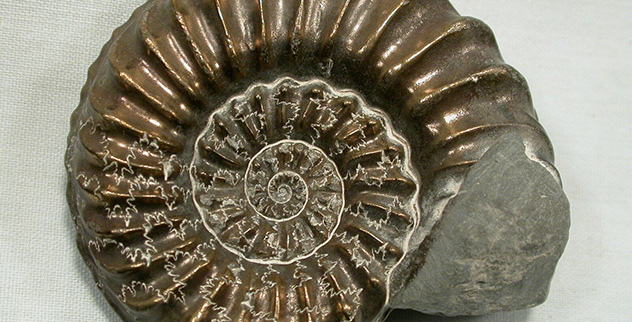 Identifying fossils can be an intriguing challenge, especially when it ...
