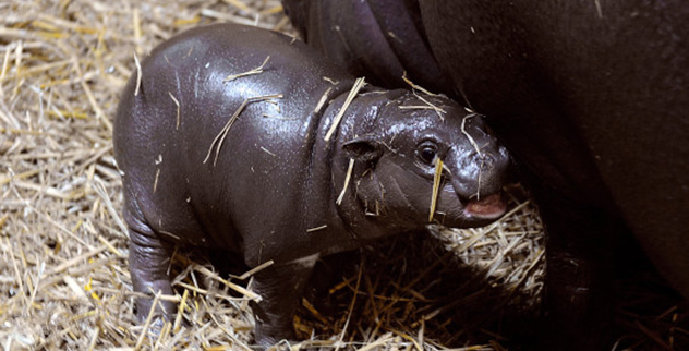 10 Remarkable Dwarf Animals - Mytour