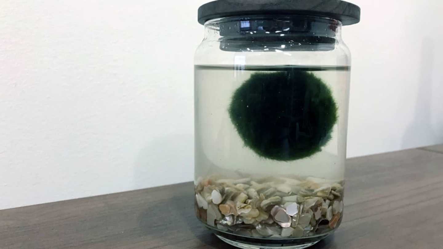Researchers have uncovered the reason why Marimo balls only float when ...