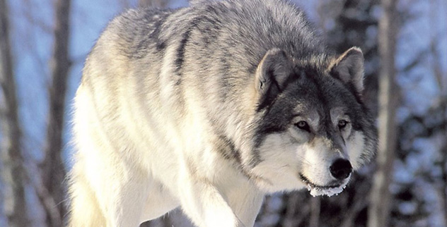 Scientists unveil the most detailed and stunning butterfly evolution ...