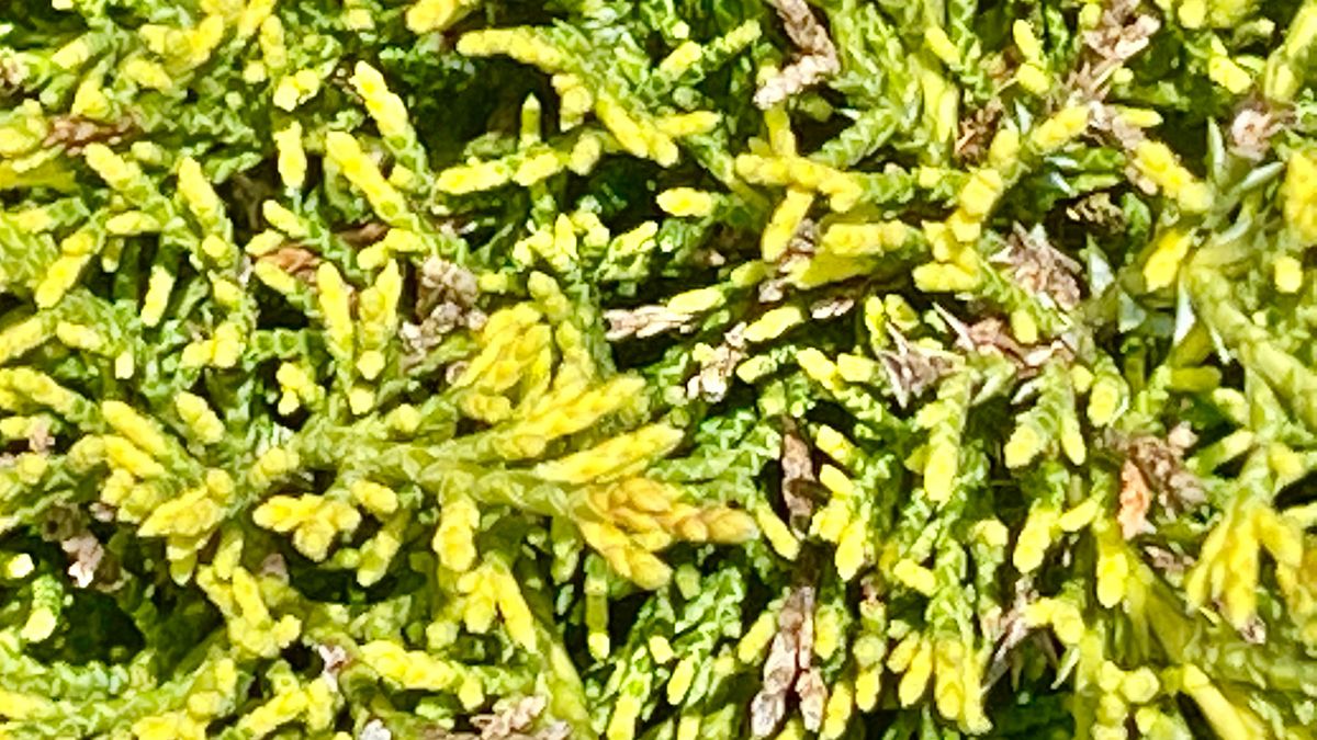 Creeping Juniper: An Overview of this Ground-Covering Plant | Mytour