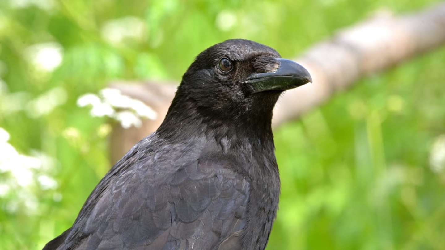 Clever crows have the remarkable ability to craft tools based on their ...