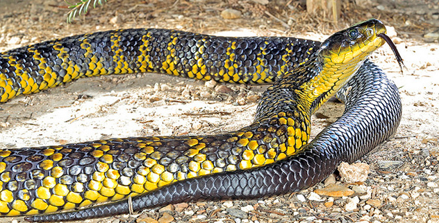The Top 10 Most Dangerous Venomous Snakes - Mytour