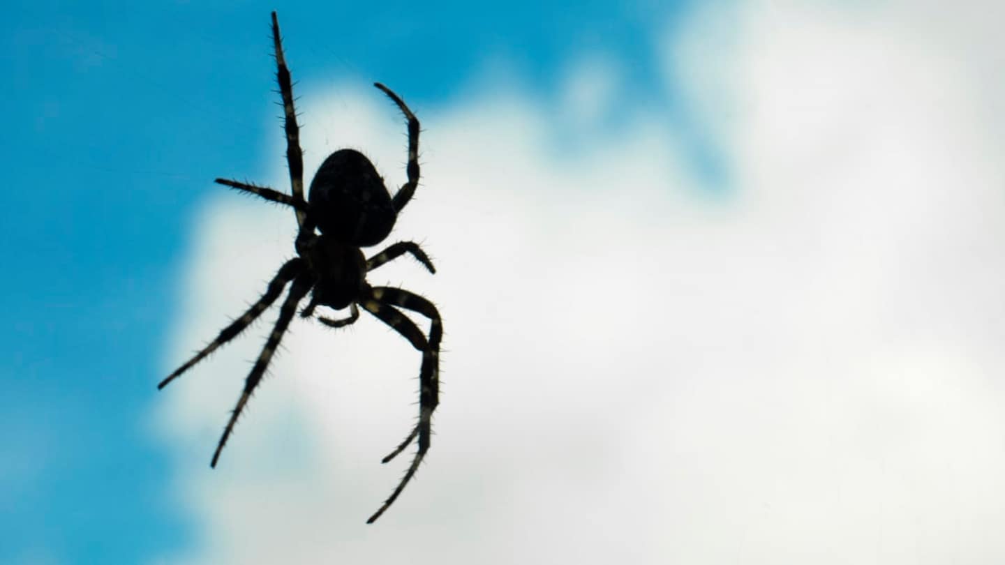 The Fascinating Journey of Spiders Riding the Wind on Their Silken Threads