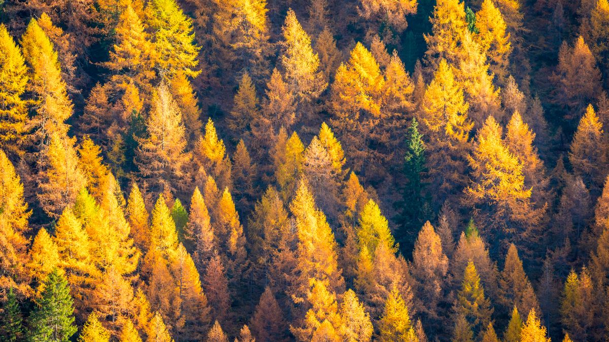 Southern Yellow Pine: An In-Depth Look at This Remarkable Tree | Mytour