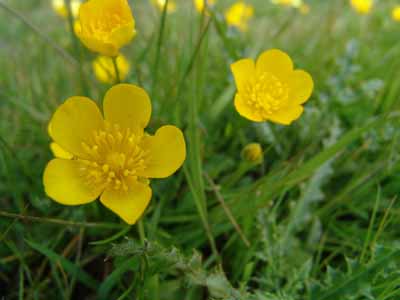 Creeping Buttercup: A Deep Dive into this Persistent Perennial | Mytour