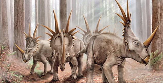 10 Amazing Horned Dinosaurs - Mytour