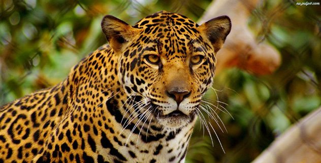 The remarkable grace and power of the world's big cats are undeniable ...