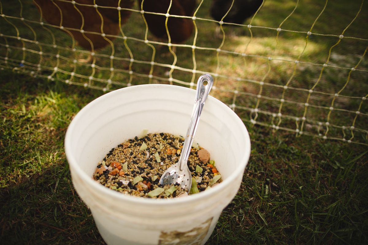 Creating your own organic chicken feed is simple and cost-effective ...