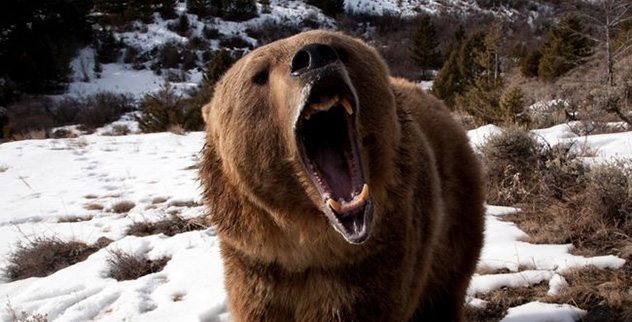 5 Essential Tips for Staying Safe During a Bear Encounter - Mytour