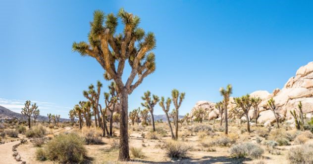10 Mysterious Disappearances and Fatalities in Joshua Tree National ...
