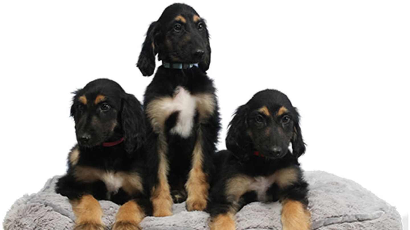 Scientists have successfully cloned three puppies from 'Snuppy,' the ...