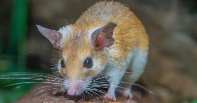 10 Strange Facts About Mice (That Go Beyond Cheesy) - Mytour