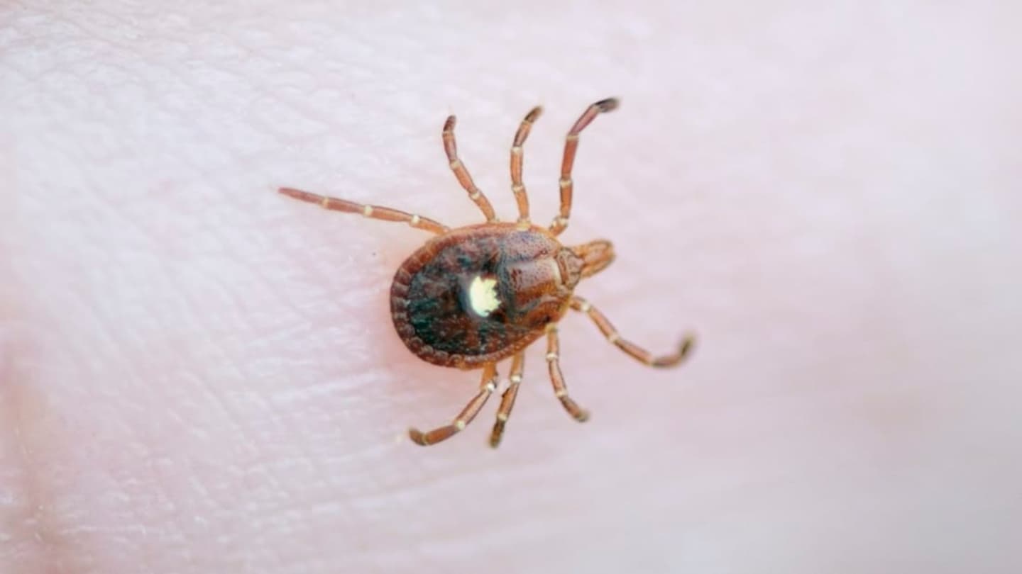 A Single Bite From This Tick Could Trigger a Meat Allergy