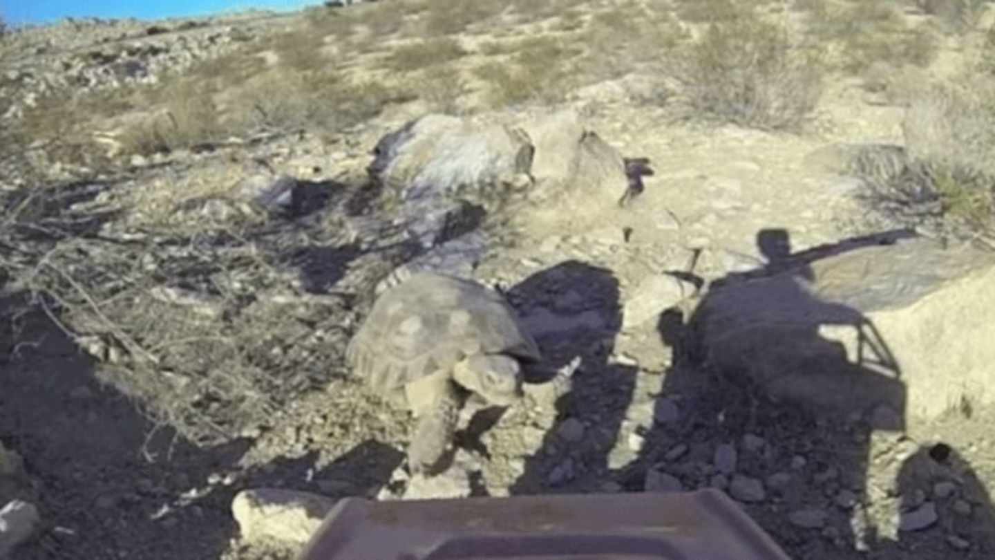 Environmentalists enlist RC cars to help safeguard the Desert Tortoise.