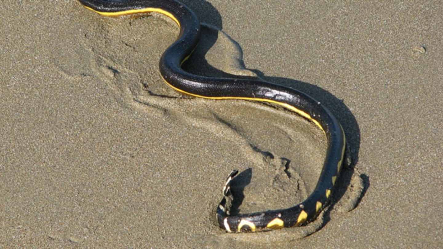 Sea snakes might travel vast distances, surfing on the ocean's waves ...