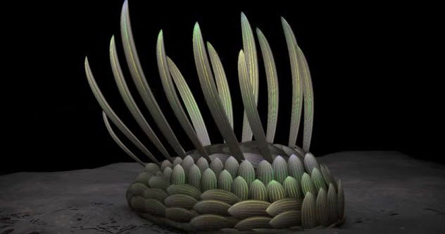 10 Strange and Fascinating Creatures Found in the Burgess Shale - Mytour