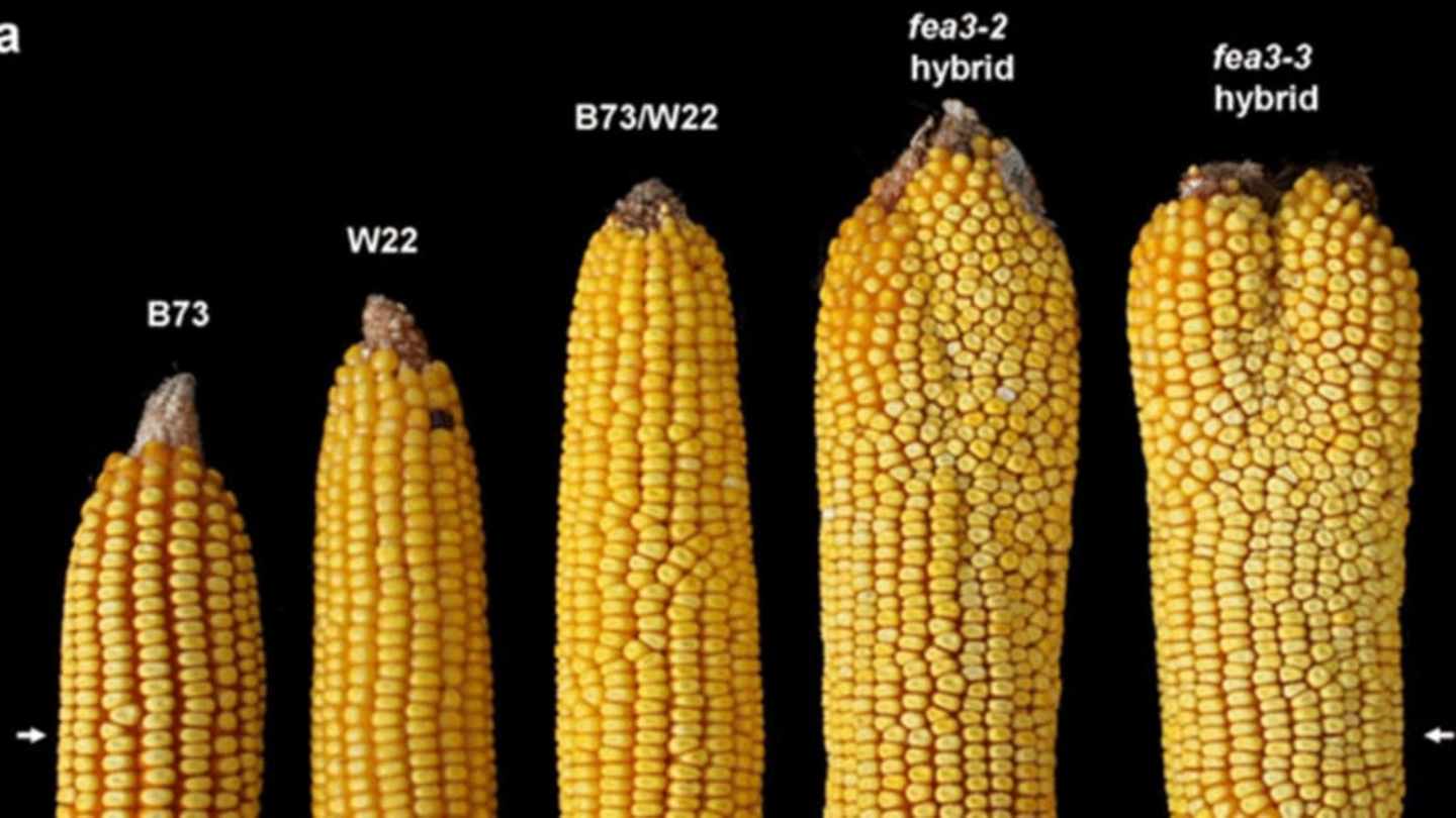 Scientists Develop Corn Variant Yielding 50% More Kernels