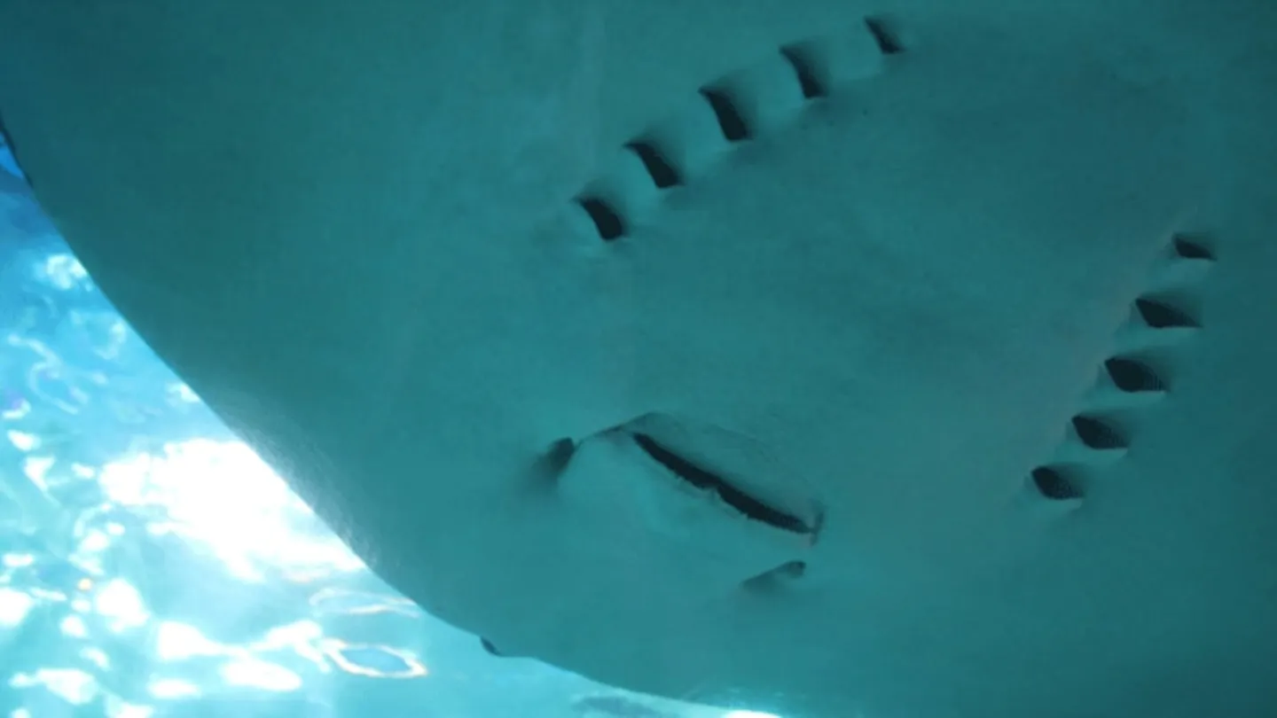 The Genetic Link Between Human Limbs and Fish Gills Traces Back to a ...