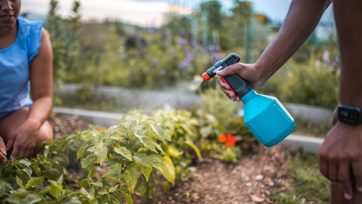 Eco-Friendly Pest Control: 15 Effective Organic Sprays for Your Garden ...